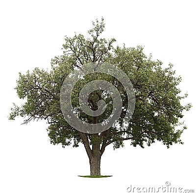 Apple Tree Isolated on White Stock Photo - Image of lone, foliage: 6820962