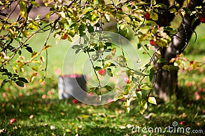 Apple Tree Stock Photography - Image: 6519722