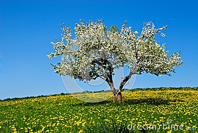 Apple Tree With Blossoms Stock Image - Image: 2598931