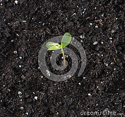 Apple Tree Sprouting From Seed Royalty Free Stock Photography - Image ...