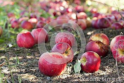 Apples On The Ground Stock Photography - Image: 23548152