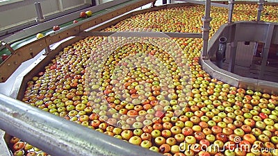 Apples in a production stock footage. Video of ripe, packaging - 50070122