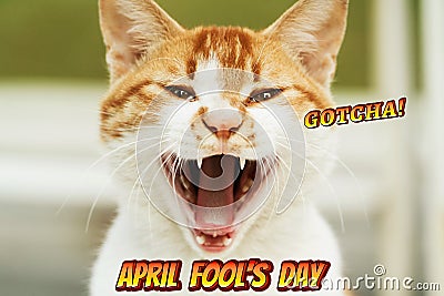 April Fools Day, Gotcha, Portrait Of White-light Brown Cat Scream ...