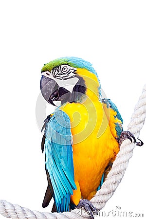 Ara Ararauna Stock Photo - Image: 14481910