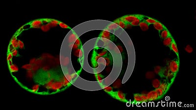 Arabidopsis protoplasts stock footage. Video of cytoplasm - 52553890