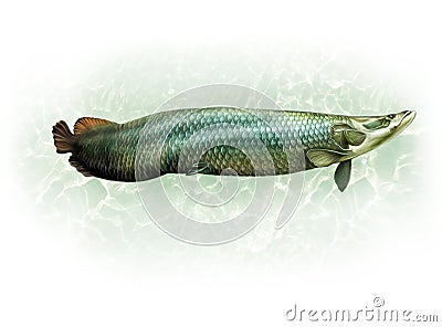 The Arapaima (Arapaima Gigas Royalty-Free Cartoon | CartoonDealer.com ...