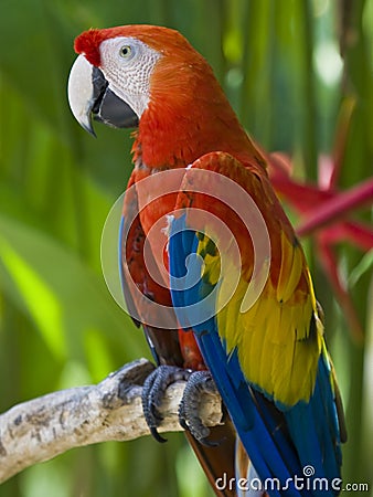 Arara Royalty Free Stock Photos - Image: 7338878