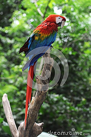 Arara Macao Parrot Royalty Free Stock Photos - Image: 22623048