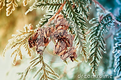Tree In The Snow Arborvitae Cones. Royalty-Free Stock Photography ...