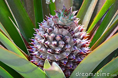 Arbre D'ananas Cru Photo stock - Image: 49981600