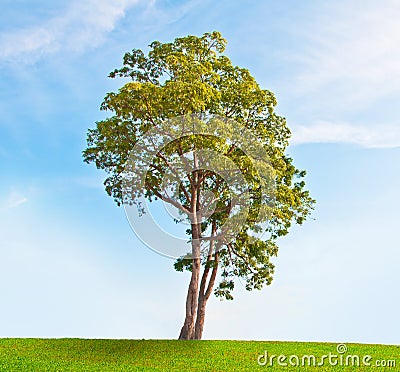 Arbre simple photo stock. Image du rural, ensoleillé - 22037328