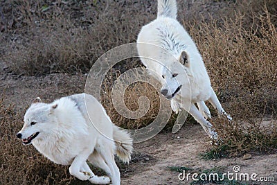 Arctic Wolves Chasing Stock Photo - Image: 66038398
