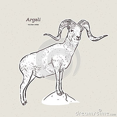 The Argali, Or The Mountain Sheep Species Ovis Ammon, Hand Draw Sketch ...