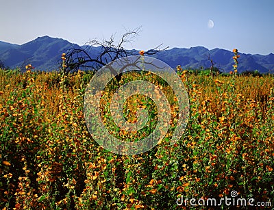Arizona Desert Spring Flowers With Moon Stock Photo - Image: 8822440