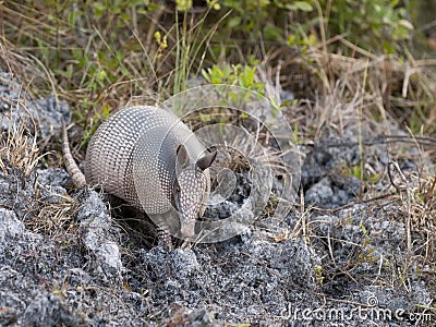 Armadillo Digging Stock Images - Image: 13558274