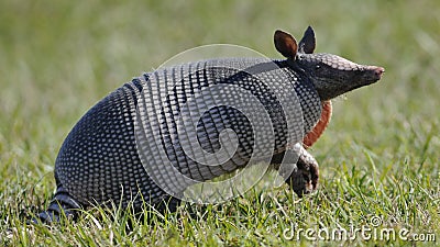 Armadillo Standing In Grass Stock Photography - Image: 13222022