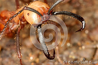 Army Ant Stock Photos - Image: 9368343