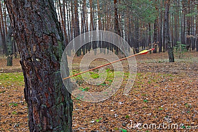 Arrow Hit A Tree Stock Photography - Image: 25694072