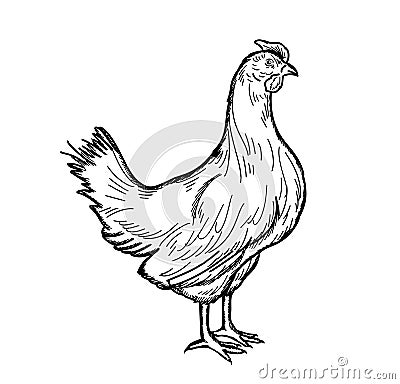 Side View Portrait Of A Laying Hen.Broiler Farmhouse.Doodle Style ...