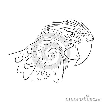 Parrot Line Drawing Isolated On White Background. Parrot Cartoon Bird ...