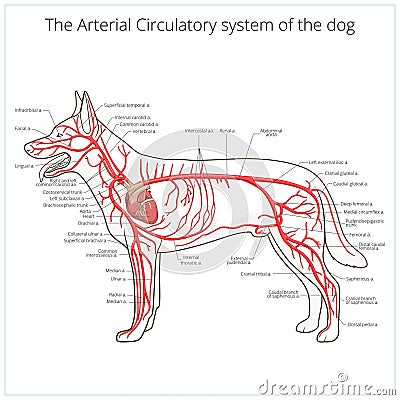 Arterial Circulatory System Of The Dog Vector Stock Vector - Image ...