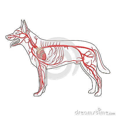 Arterial Circulatory System Of The Dog Vector Stock Vector - Image ...