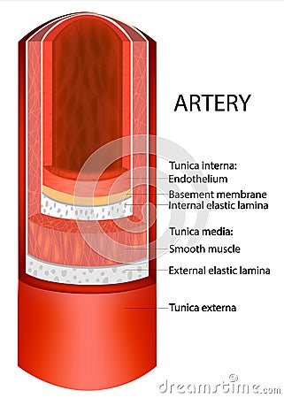 Arteries Layers. Structure Artery Wall Infographic Cartoon Vector ...