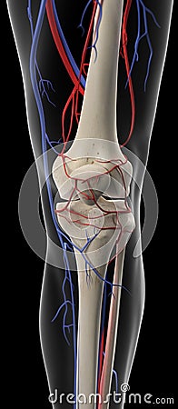 The Arteries And Veins Of The Knee Stock Illustration - Image: 57000655