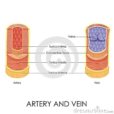Artery And Vein Cartoon Vector | CartoonDealer.com #39773551
