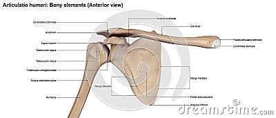 Articulatio Humeri_Bony Elements Anterior View Stock Photo ...
