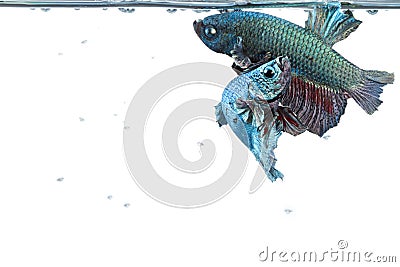 Artistic Pair Of Betta Fighting Fish, With Water Surface Border Stock ...