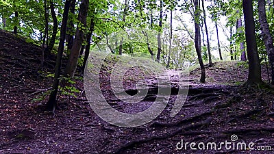 Ascending the Root Path Stairs through the Forest Stock Video - Video ...