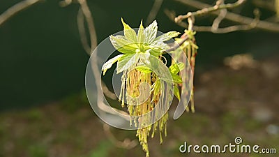 Ash Tree Blowing in the Wind in Spring Stock Footage - Video of ...