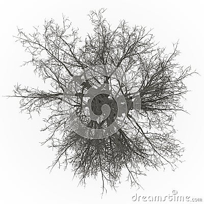 Ash Tree Top Leafless Stock Photo - Image: 30326830