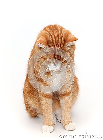 Ashamed Cat Royalty Free Stock Image - Image: 21762106