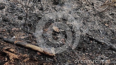 Ashes Smoke after the Forest Fire Stock Video - Video of natural ...