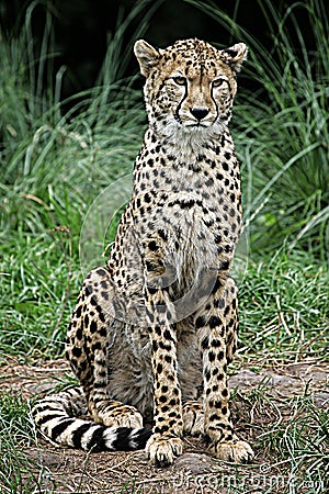 Asian Cheetah Royalty Free Stock Photos - Image: 8202728