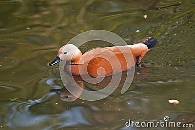 Asian Duck Stock Photos - Image: 9736463