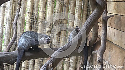 Asian Palm Civet Paradoxurus Hermaphroditus Stock Video - Video of tail ...