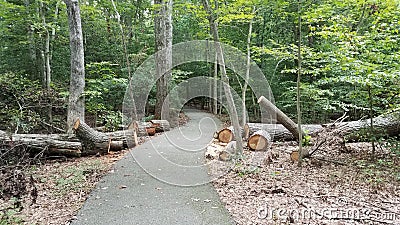 Asphalt Path In Woods Or Forest With Trees And Fallen Tree Royalty-Free ...