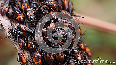 Assassin Bug Group Molting stock footage. Video of platymeris - 62908880