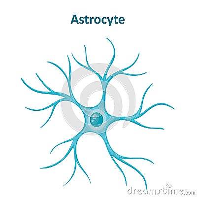 Astrocyte Image, Neuroglia Cell, Glial Cell Cartoon Vector ...