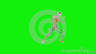 Athlete X-Ray Boxing, Side View, Seamless Loop, Green Screen Chromakey ...