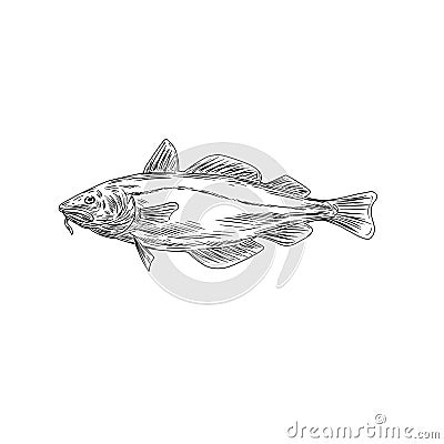 Atlantic Cod Codling Fish Viewed From Side Drawing Black And White ...