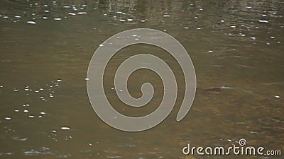 Atlantic Salmon Spawning in Shallow River Stream. Fish Nesting in Fresh ...