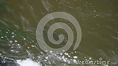 Atlantic Salmon Spawning in Shallow River Stream. Fish Nesting in Fresh ...