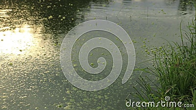 Algae in Fish Ponds that Form Bubbles Stock Footage - Video of ...