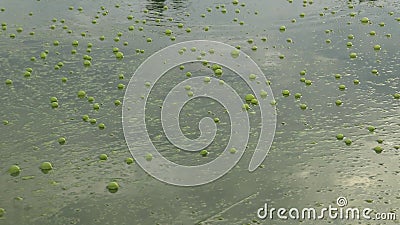 Algae in Fish Ponds that Form Bubbles Stock Footage - Video of plant ...