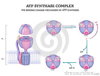 ATP Synthase Cartoon Vector | CartoonDealer.com #255432713