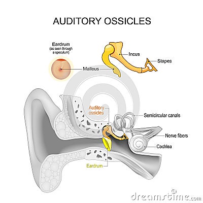 Auditory Ossicles. Ear Anatomy Vector Illustration | CartoonDealer.com ...